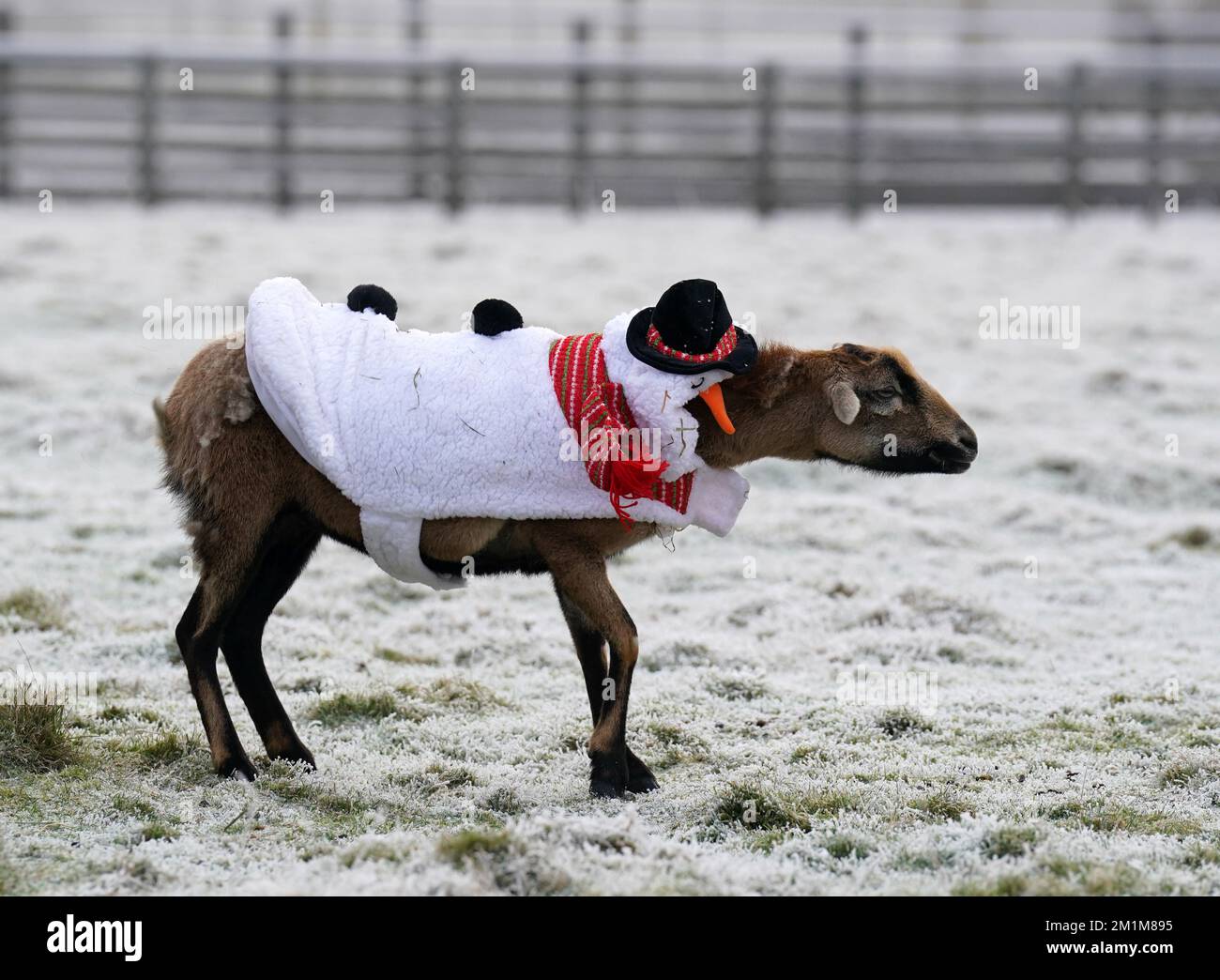 Cameroon sheep wearing their very own Christmas jumpers as temperatures ...