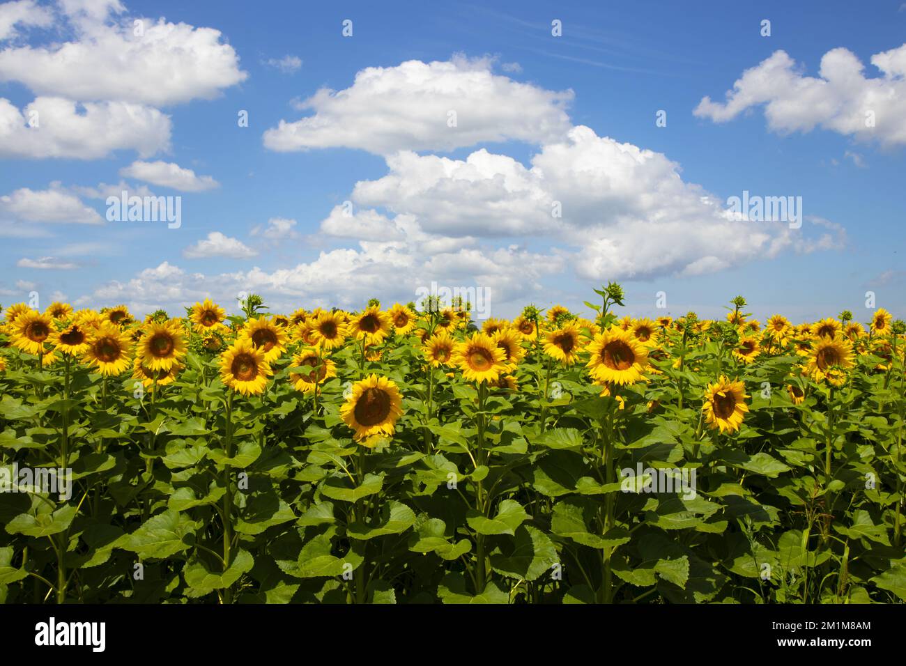 sunflower field landscape Stock Photo - Alamy
