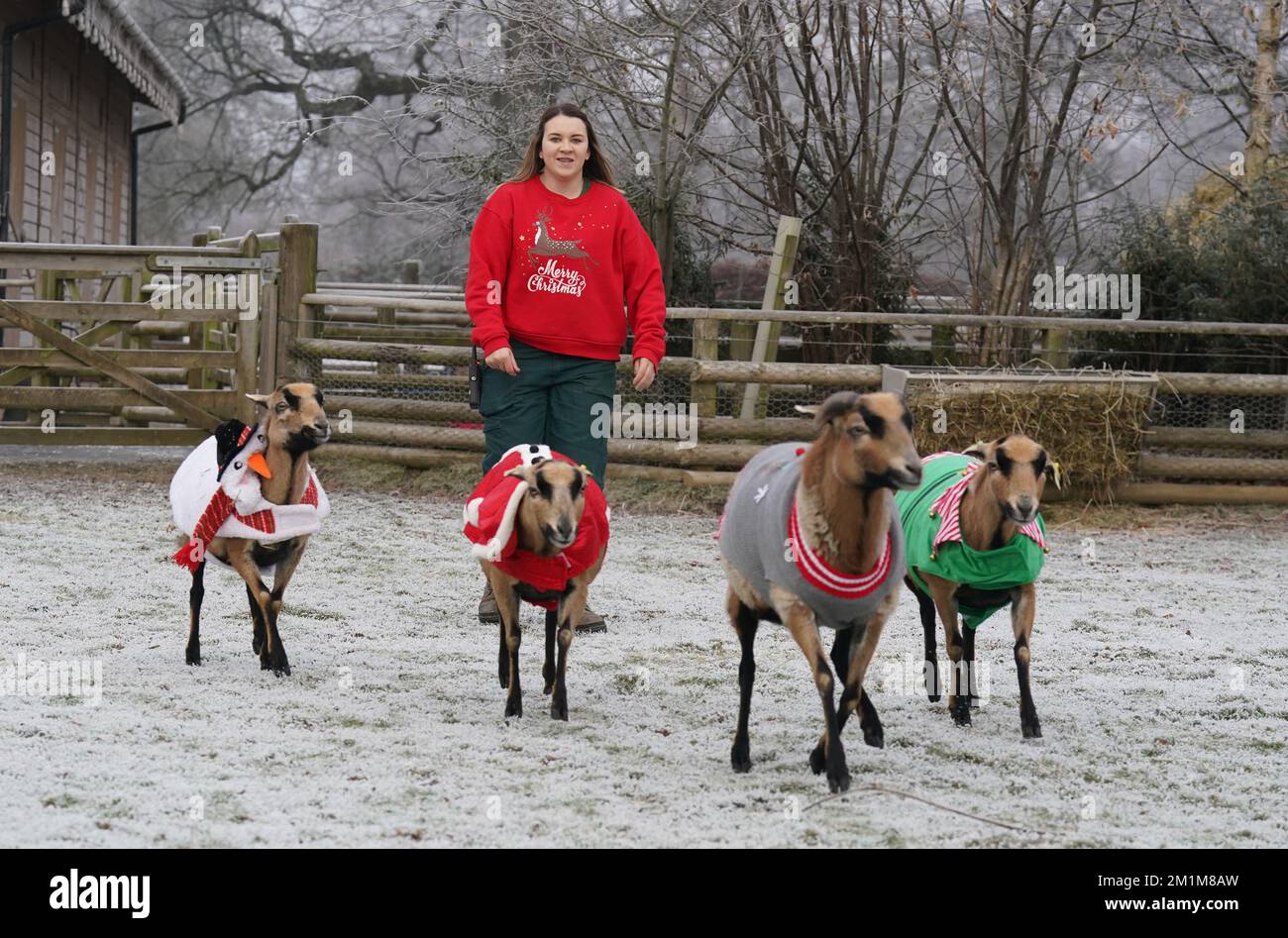 Pets Farm Keeper at Blair Drummond Safari Park Morgan Meichan feeds ...