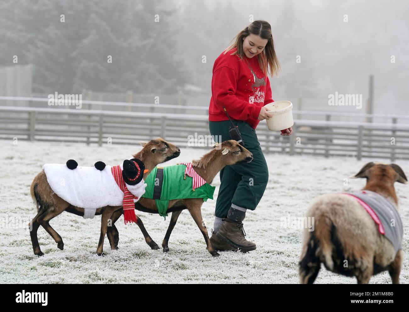 Pets Farm Keeper at Blair Drummond Safari Park Morgan Meichan feeds ...