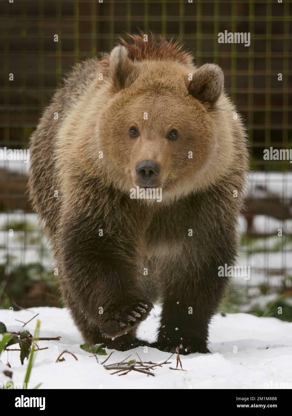 Boki, a 10-month-old bear cub explores his new home at Wildwood Trust ...