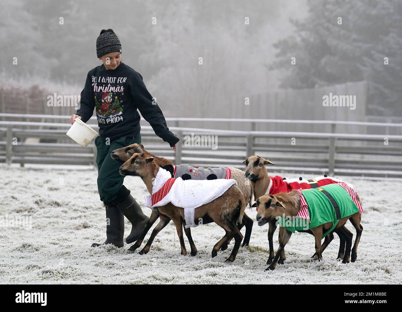 Pets Farm Keeper Kristine Fennessy Alexander at Blair Drummond Safari ...
