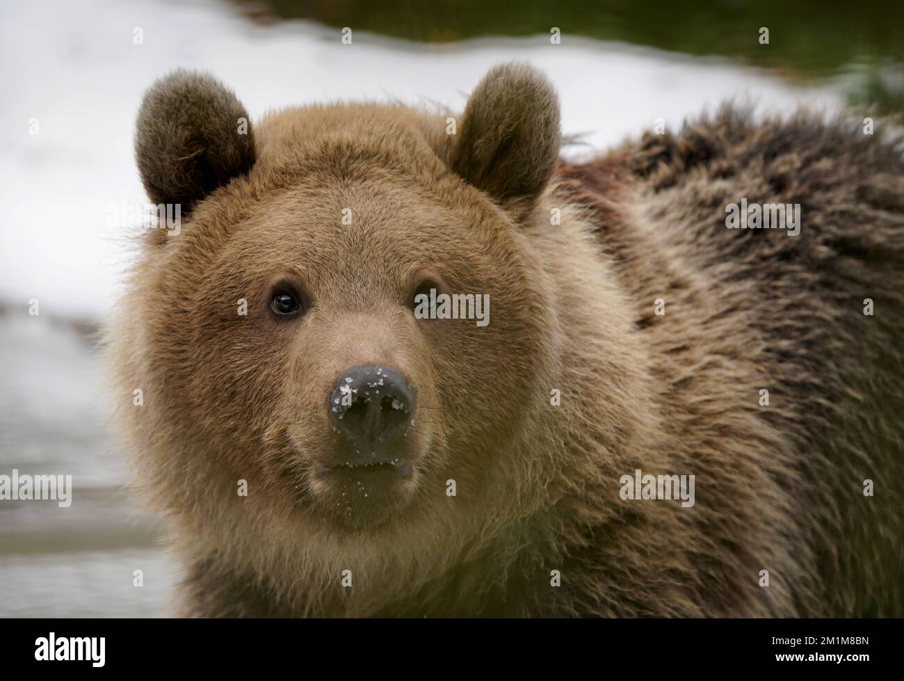 Boki, a 10-month-old bear cub explores his new home at Wildwood Trust ...