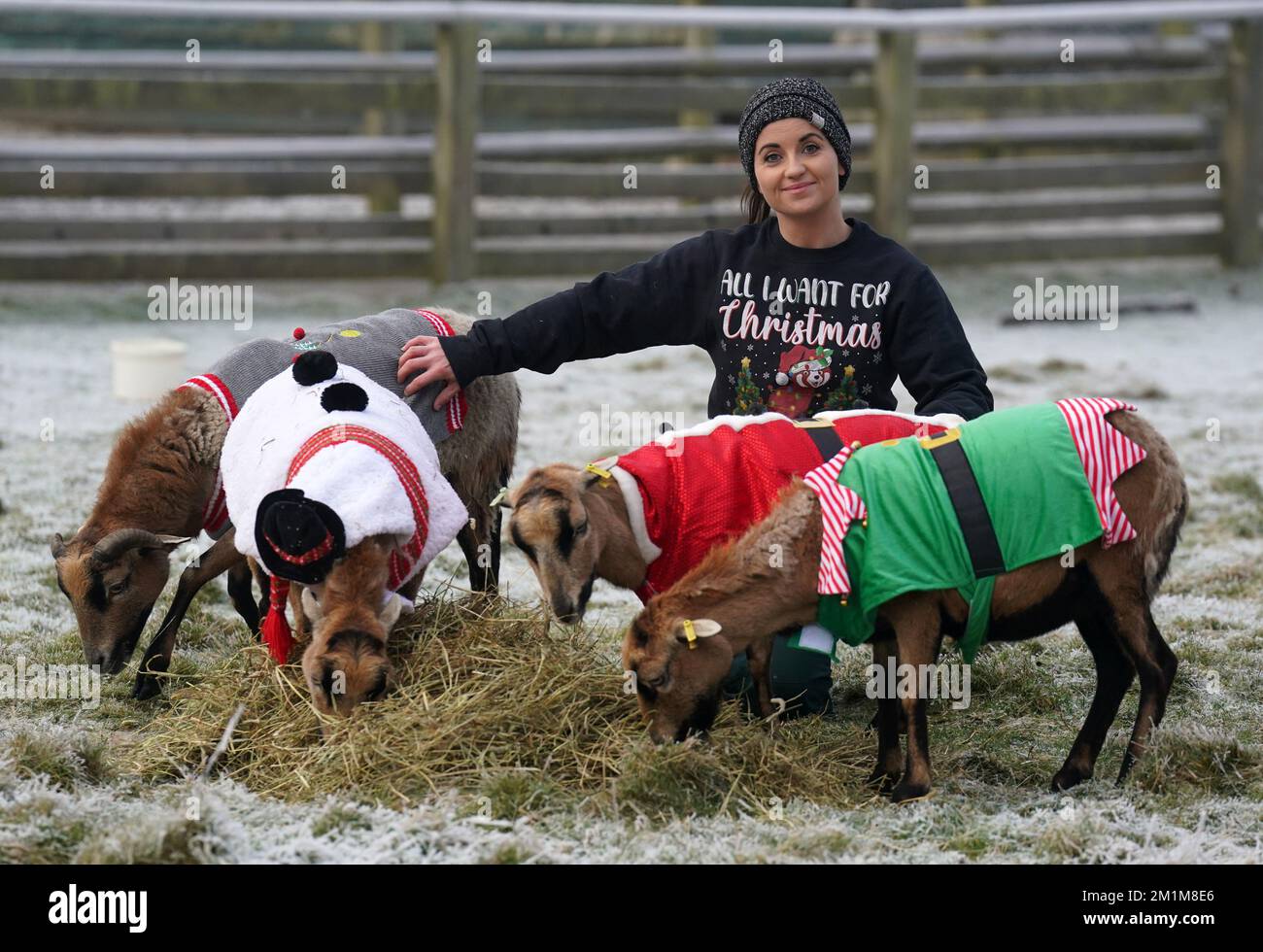 Pets Farm Keeper Kristine Fennessy Alexander at Blair Drummond Safari ...