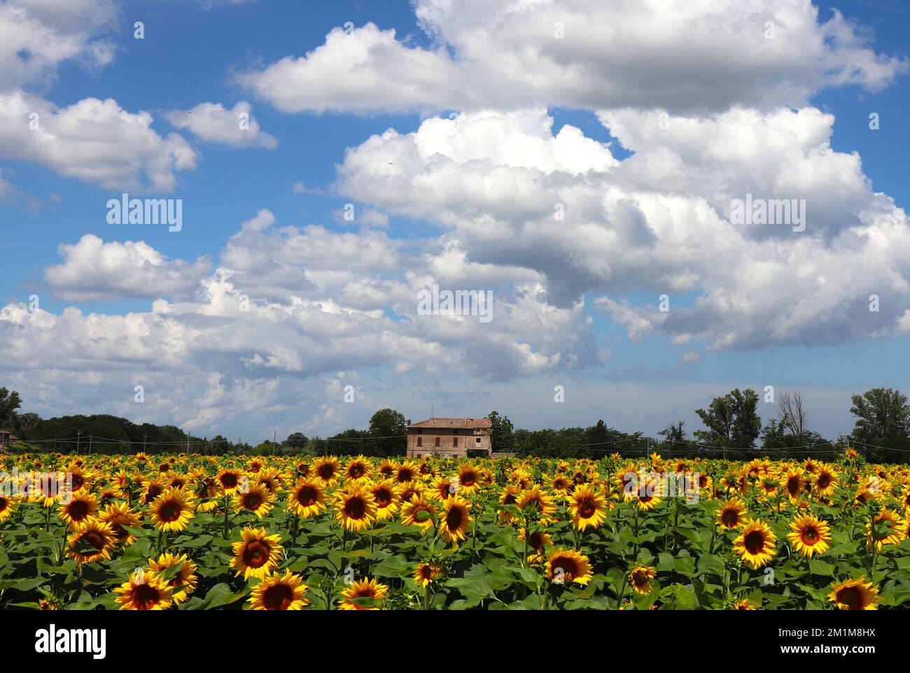 sunflower field landscape Stock Photo - Alamy