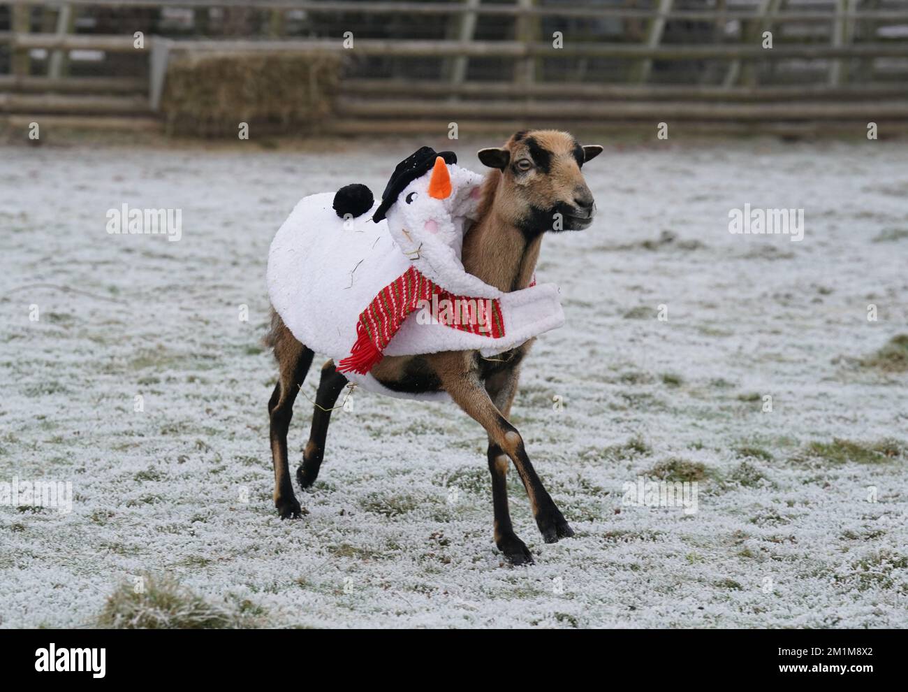 Cameroon sheep wearing their very own Christmas jumpers as temperatures ...