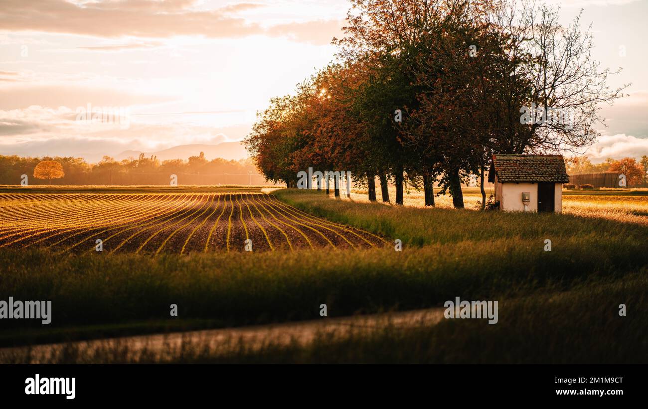 These are alsacian fields during sunset Stock Photo - Alamy