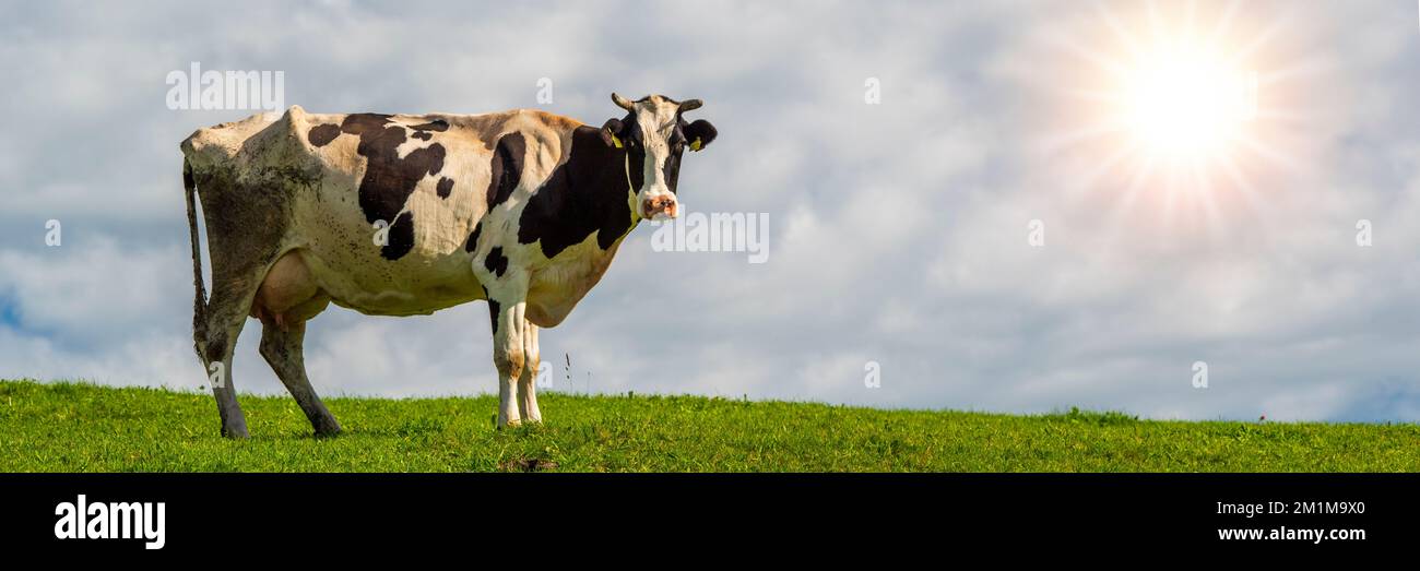 Beautiful wild cow on meadow hi-res stock photography and images - Alamy