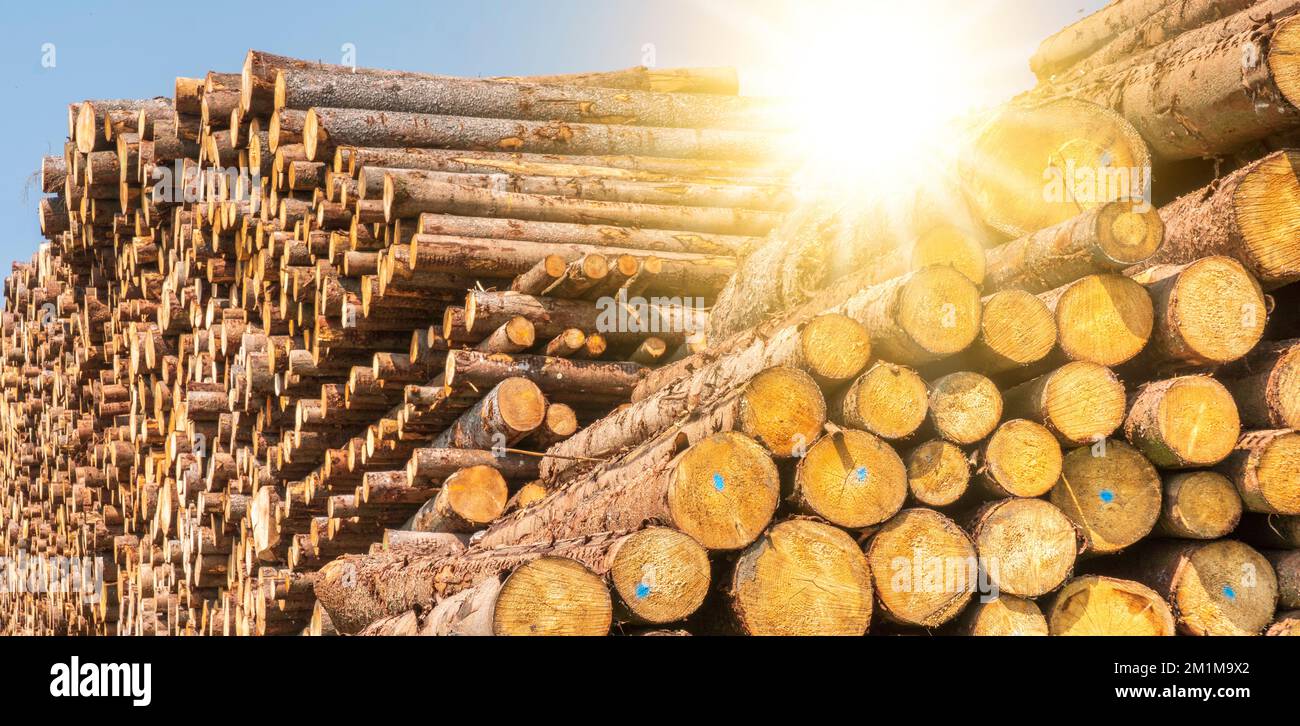 many tree trunks laying on storage place Stock Photo - Alamy