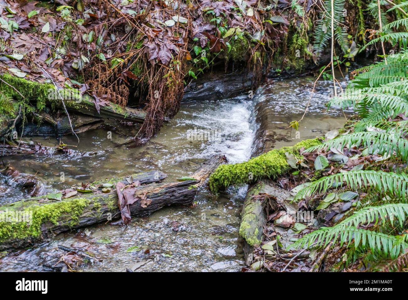 A stream at Dash Point State Park in Washington State. It is winter ...