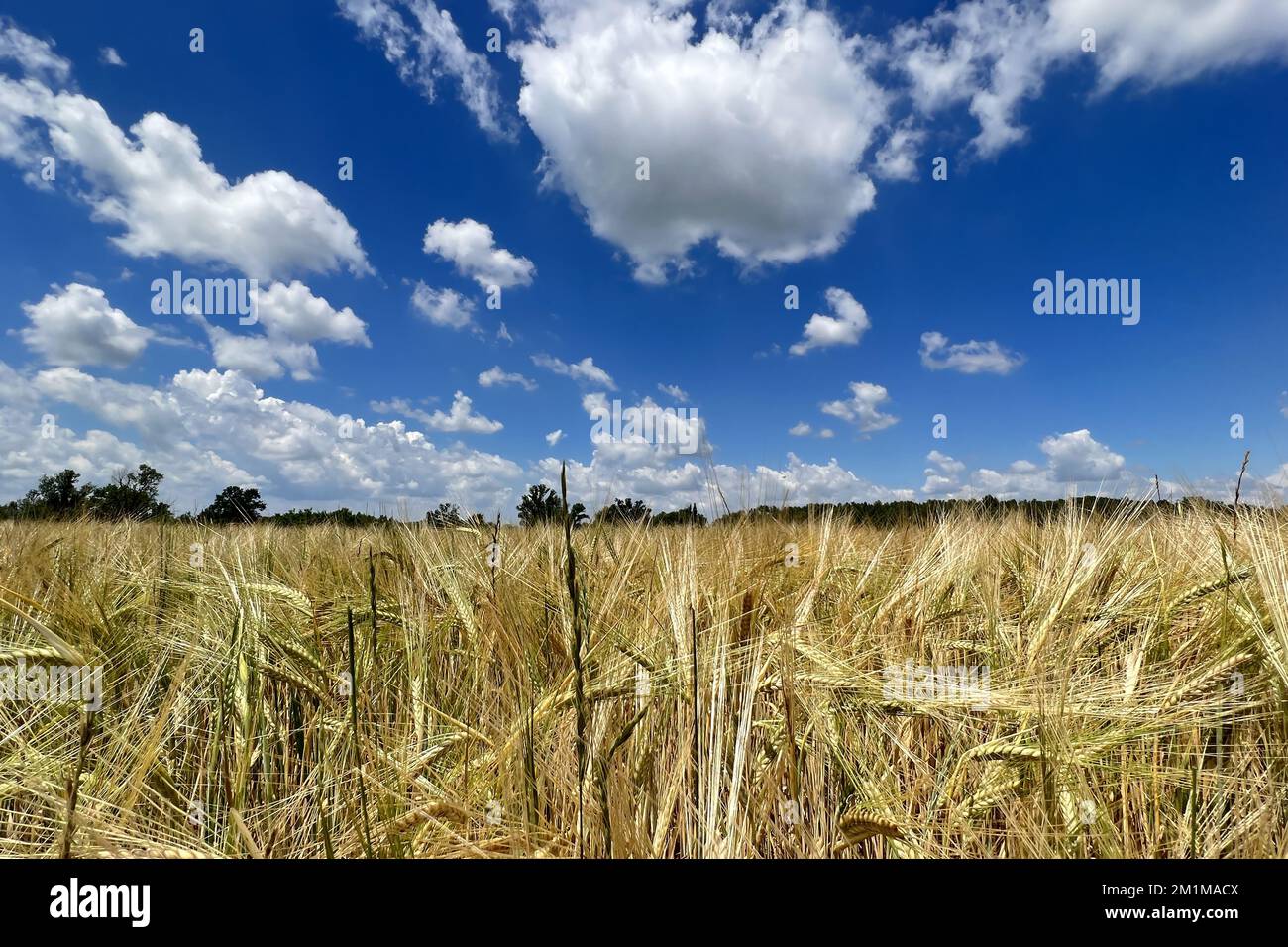 Wheat field landscape Stock Photo - Alamy