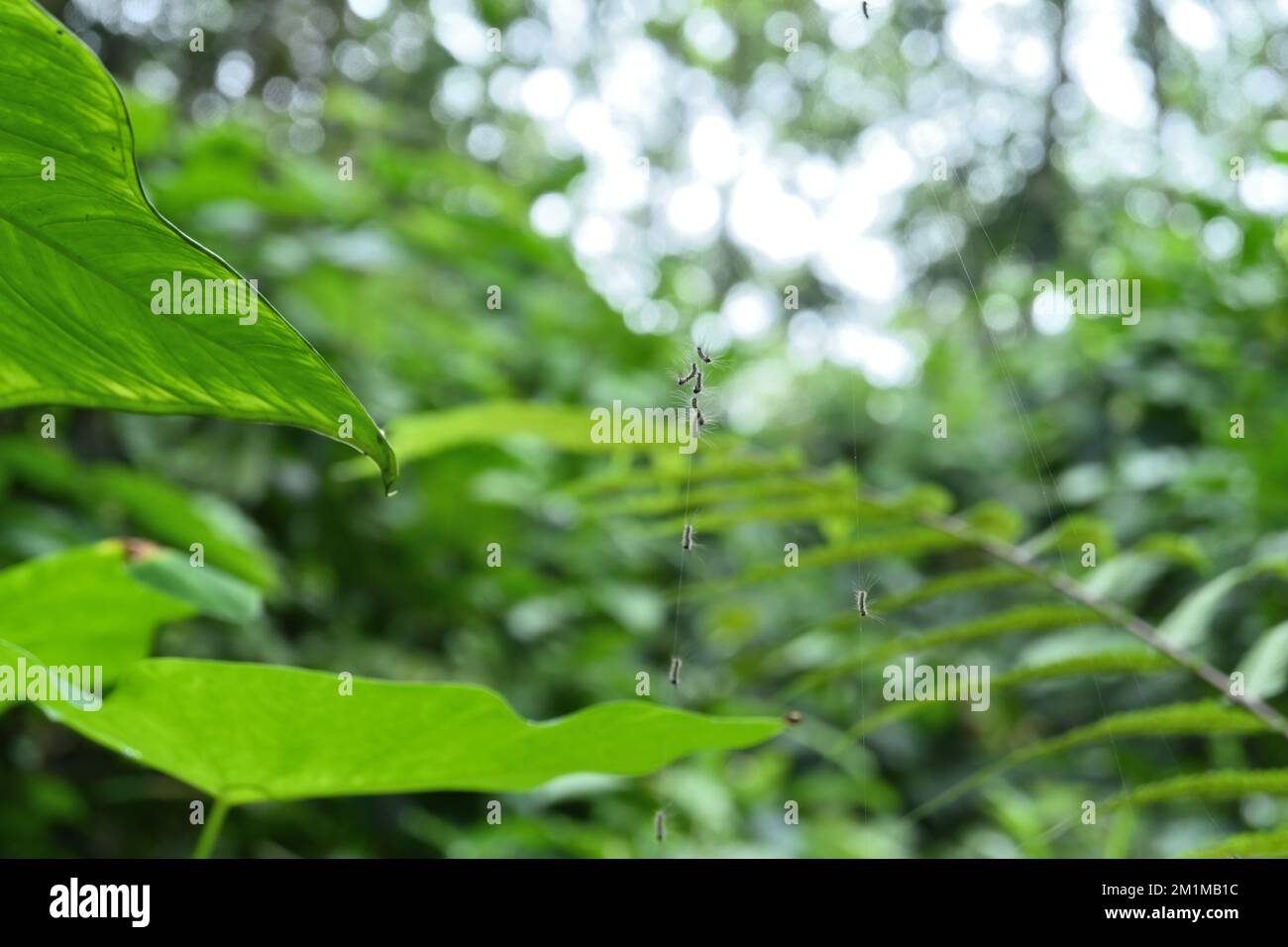 Caterpillars crawling down hi-res stock photography and images - Alamy