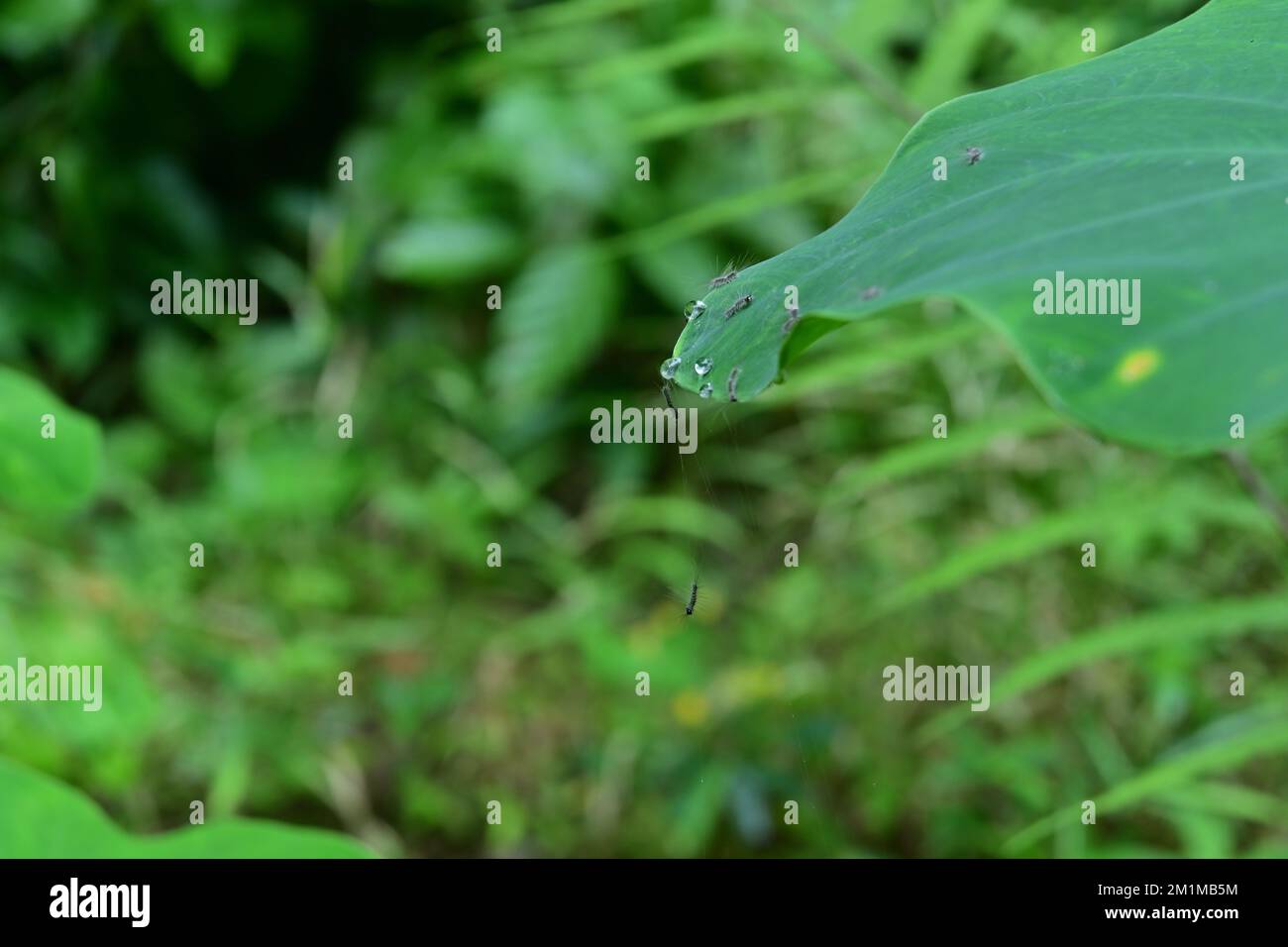 Elephant ear tip hi-res stock photography and images - Alamy