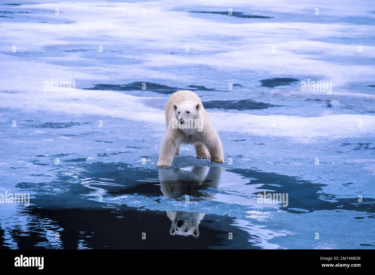 Polar bear on a ice floe in Arctic Stock Photo - Alamy