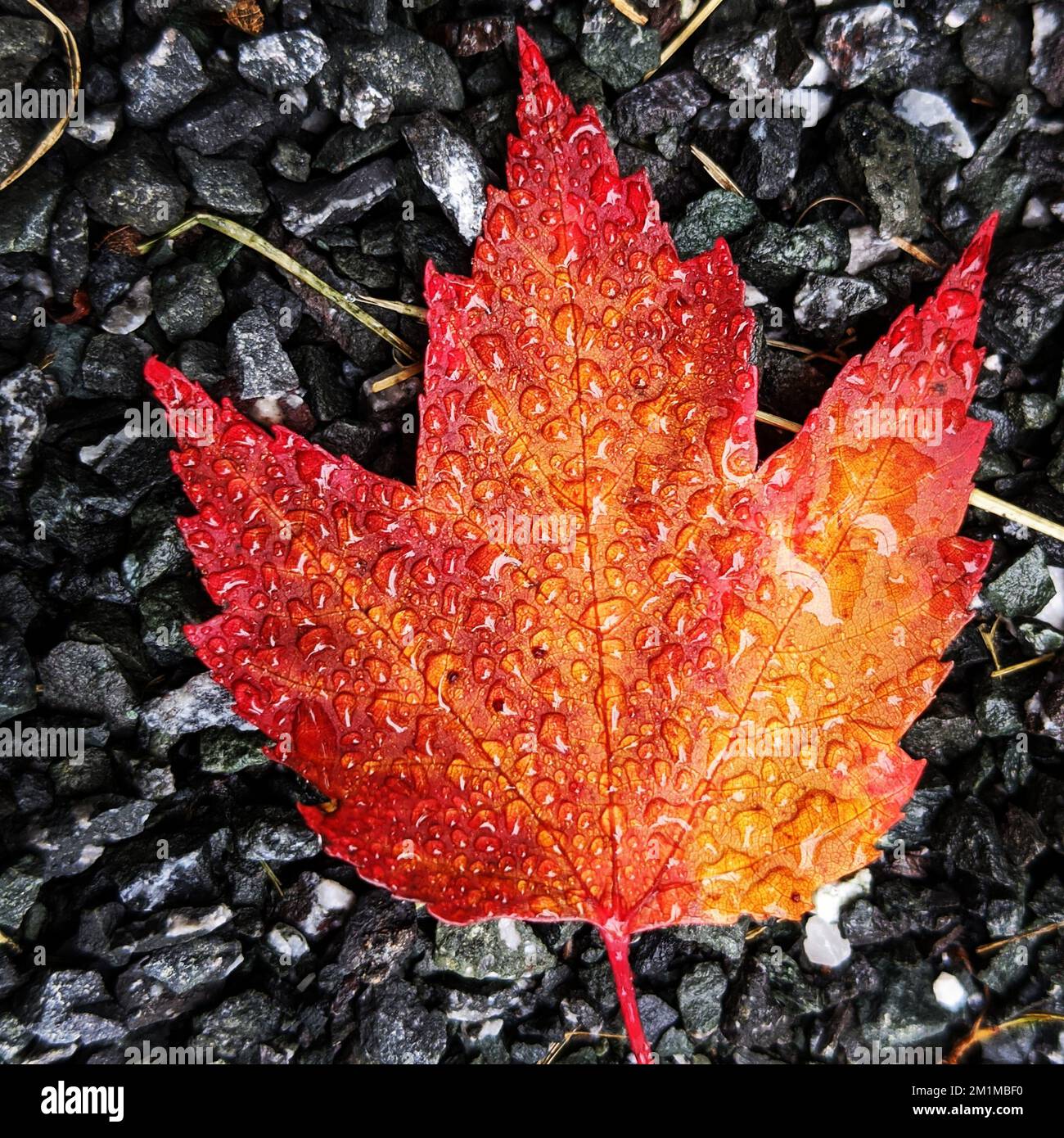 Bright red and orange maple leaf covered in water drops after a rain in ...