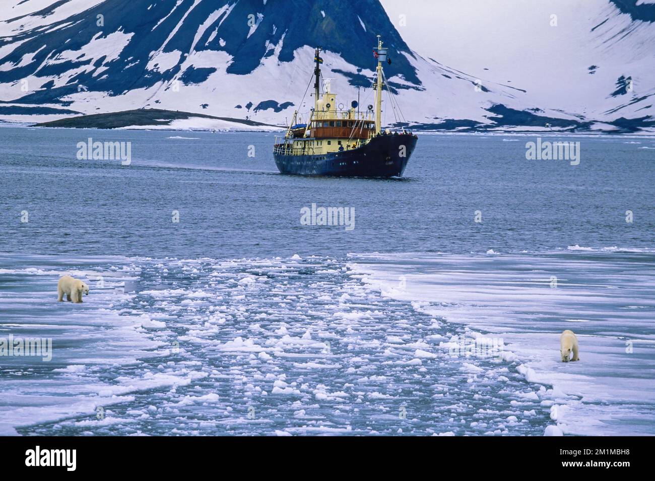 Polar bears on the ice and a ship in the bay Stock Photo - Alamy