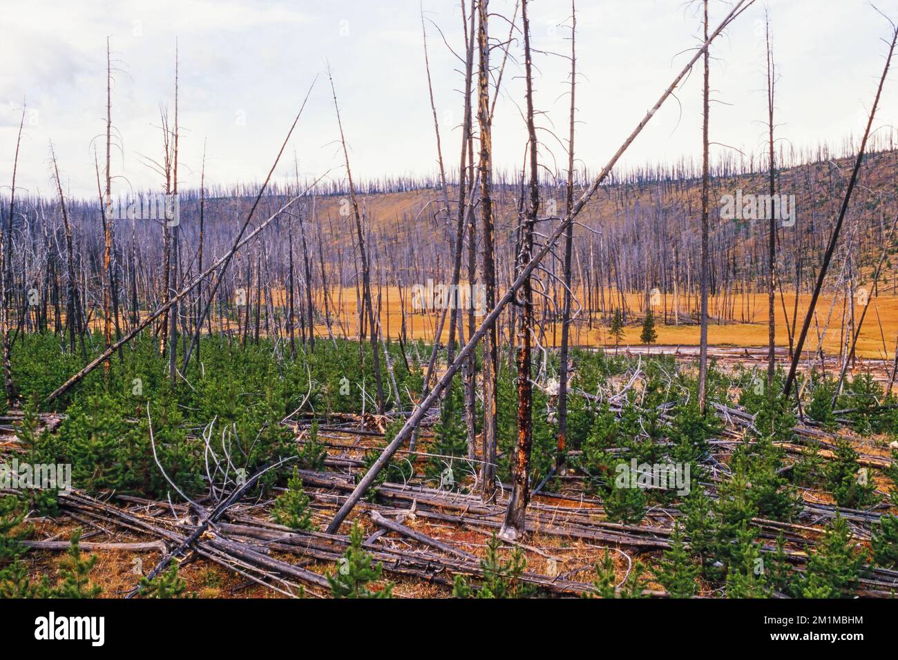 Yellowstone forest after fire hi-res stock photography and images - Alamy