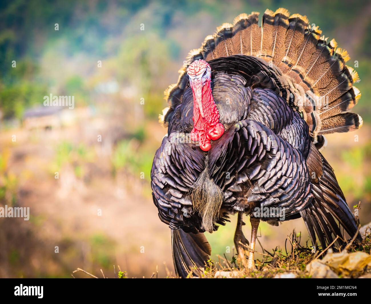 a turkey walking on grass Stock Photo - Alamy