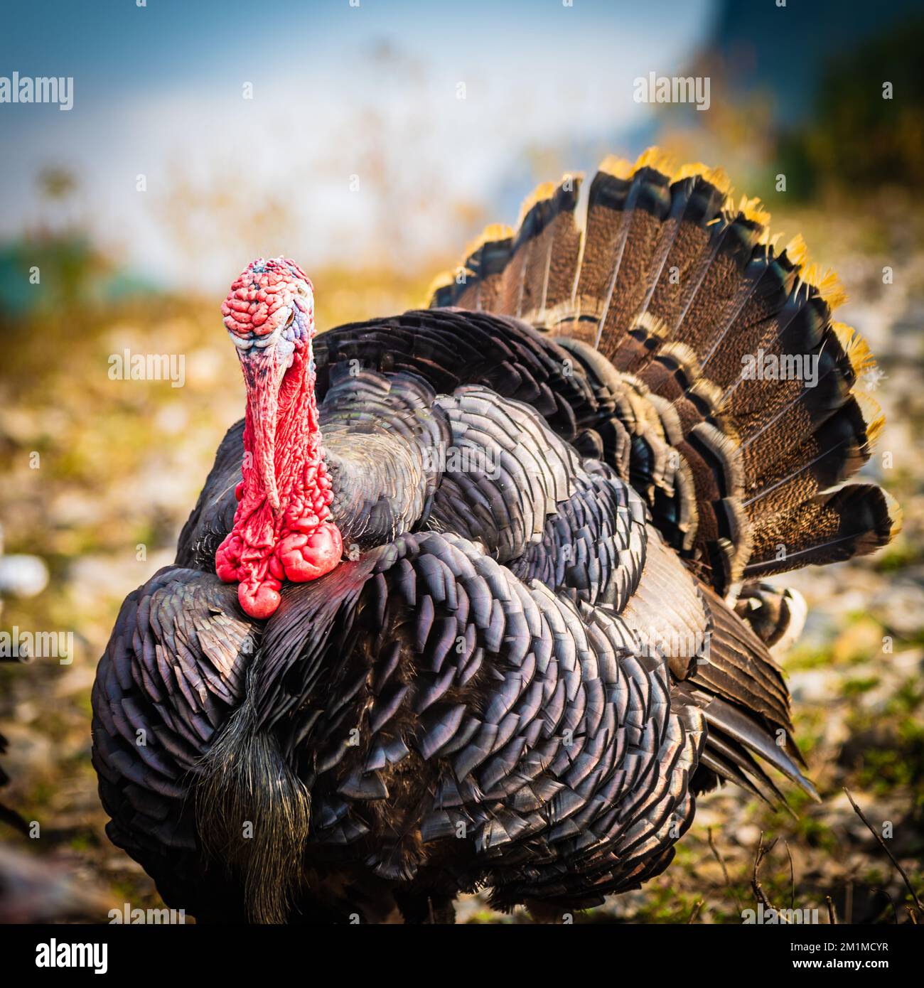 Wild turkey standing on grass hi-res stock photography and images - Alamy