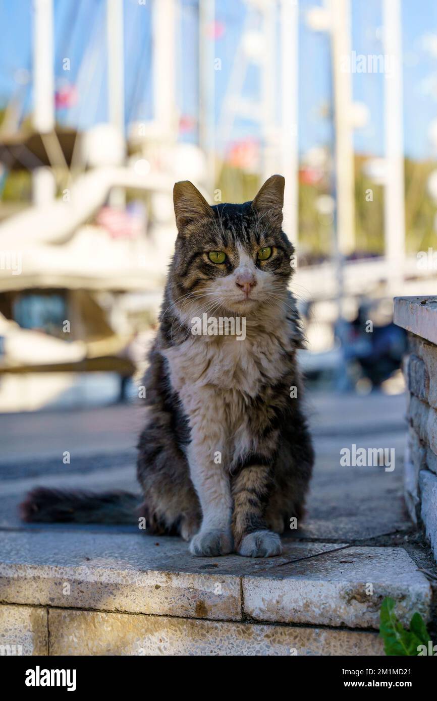 Photo of a cat in the street hi-res stock photography and images - Alamy