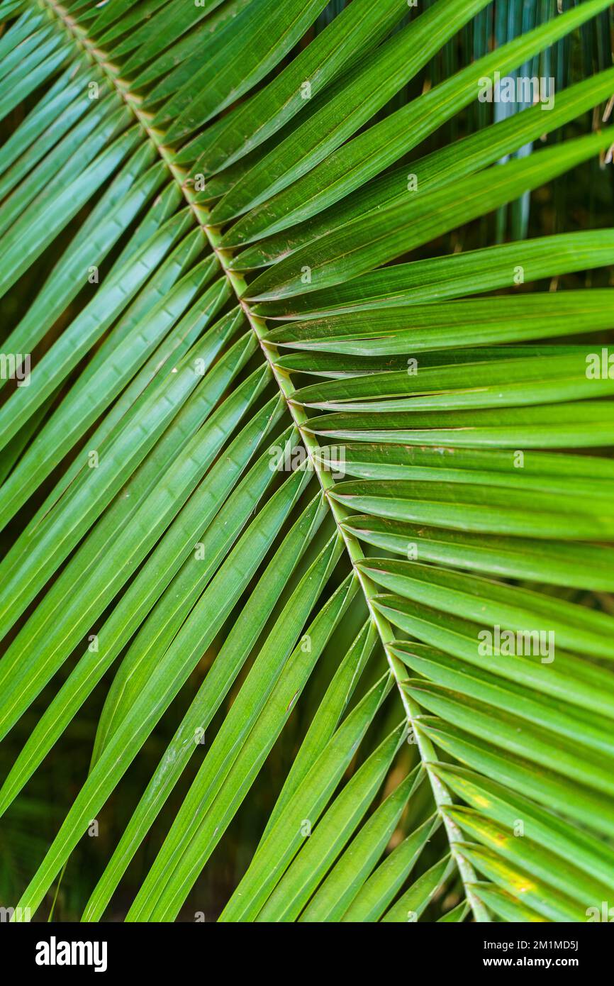 Green Jungle Background