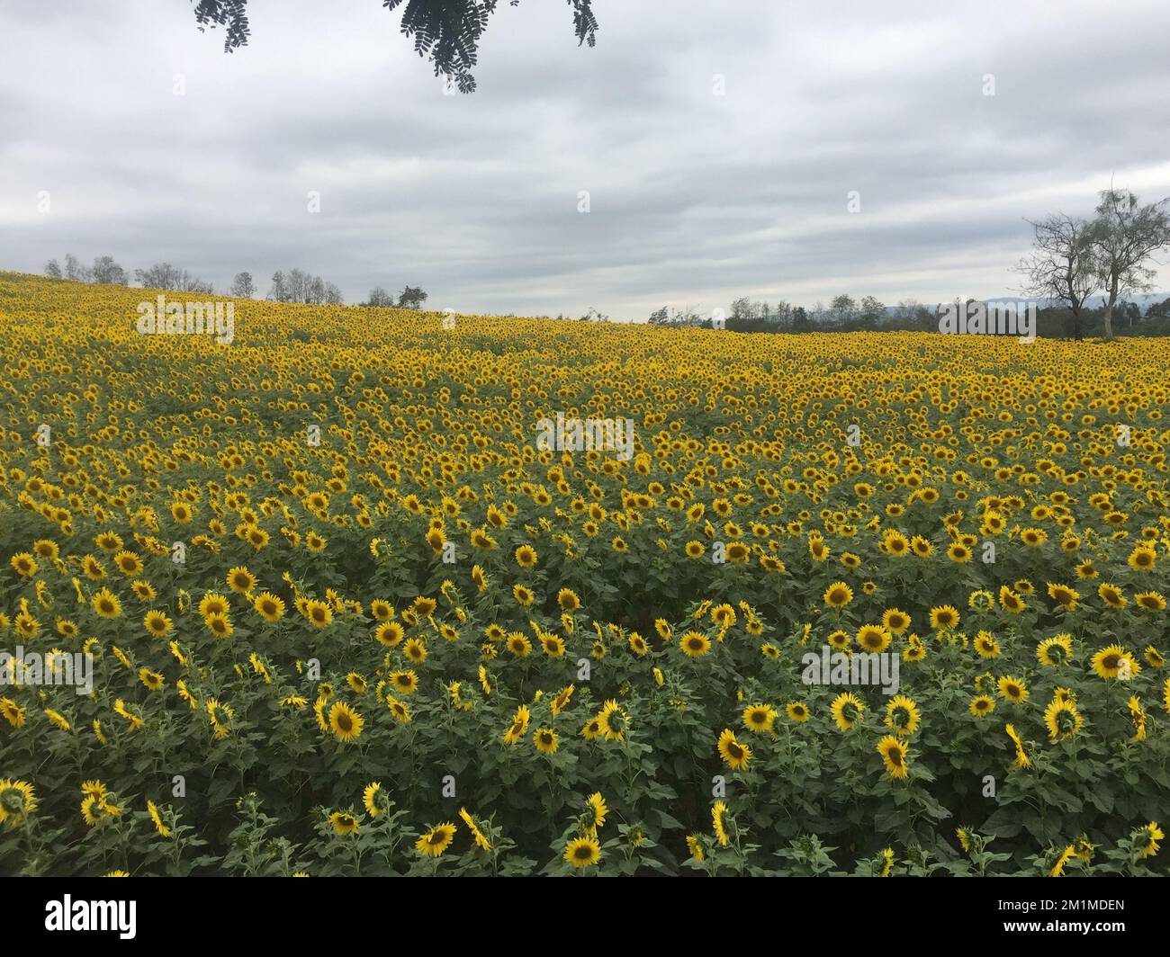 lots of sunflowers in thailand Stock Photo - Alamy