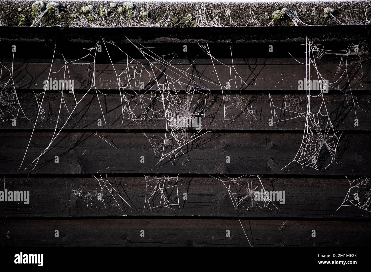 A cold Snap. Winter Frost on Spiders Webs in photographers Thaxted ...