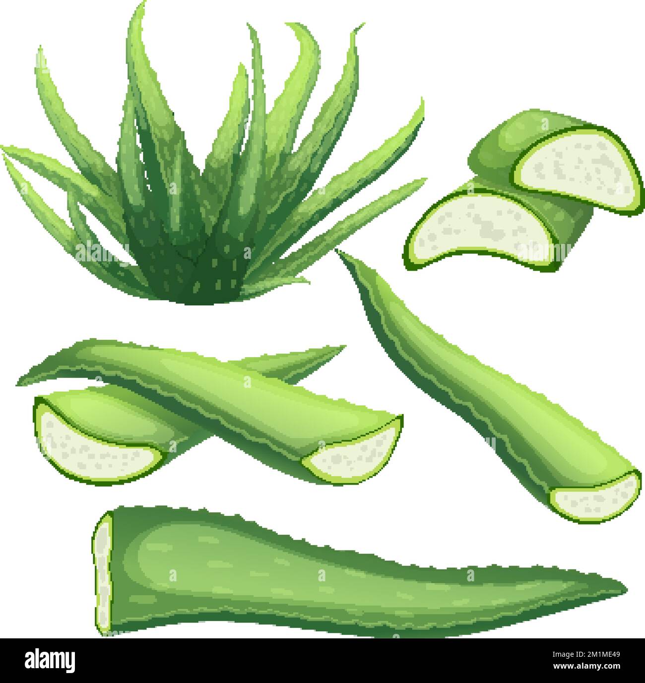 vera leaf aloe plant set cartoon vector illustration Stock Vector Image ...