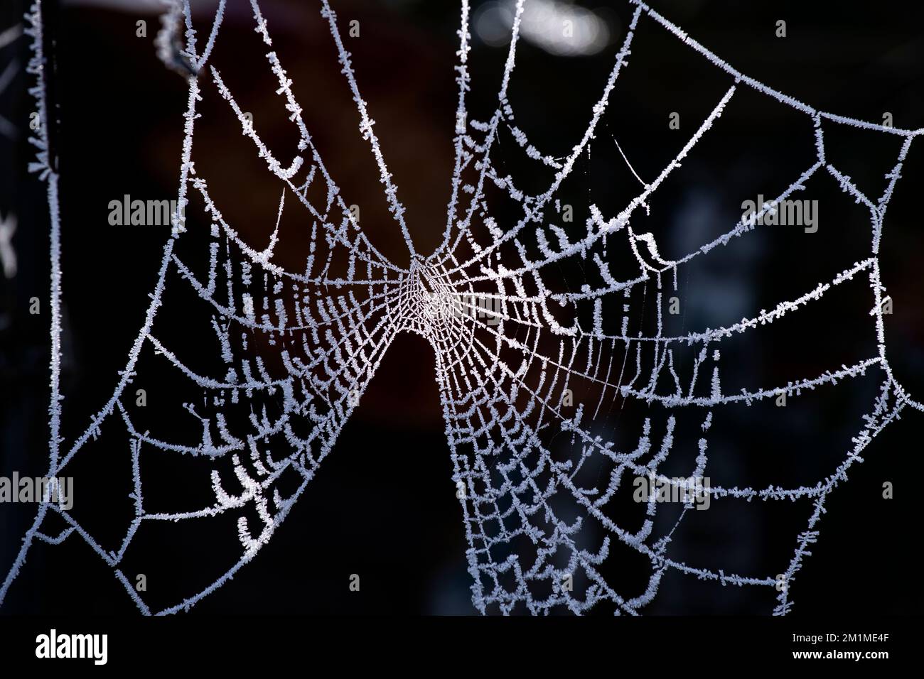 A cold Snap. Winter Frost on Spiders Webs in photographers Thaxted ...