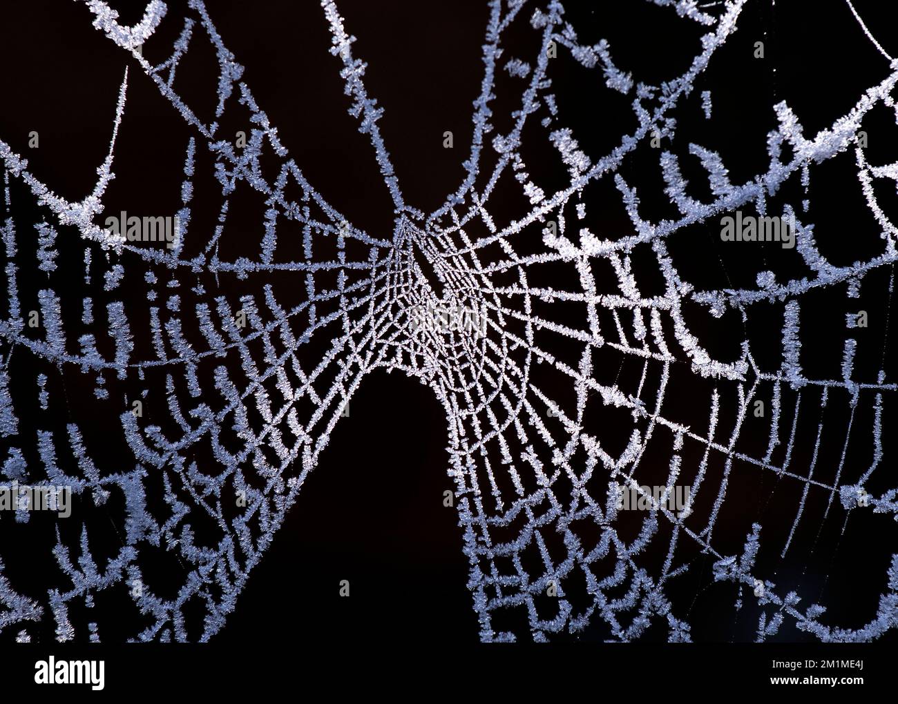 Spiders web frost garden hi-res stock photography and images - Alamy