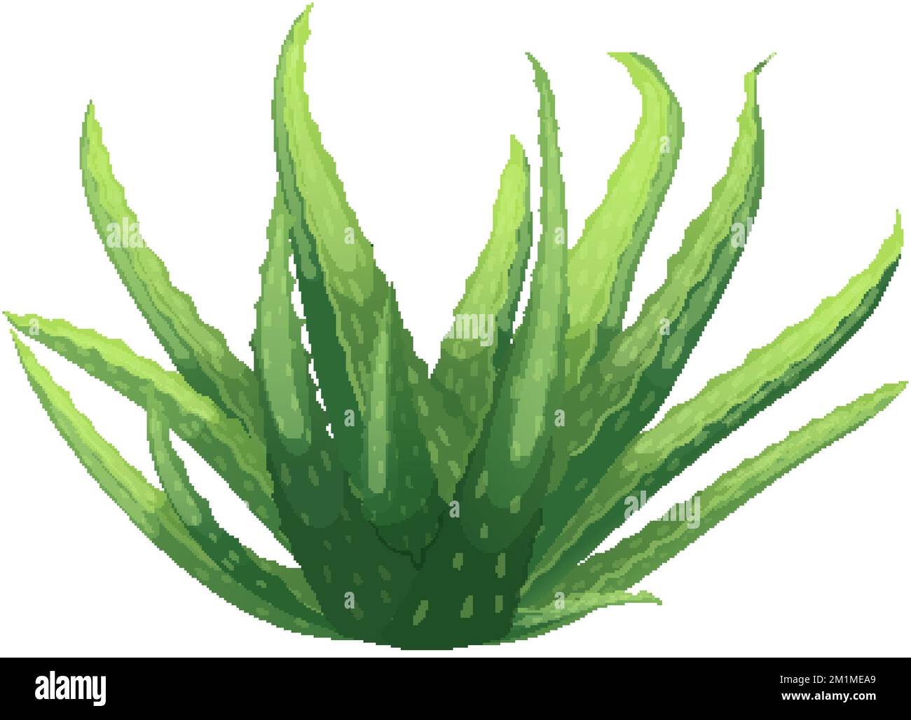 aloe vera plant cartoon vector illustration Stock Vector Image & Art ...