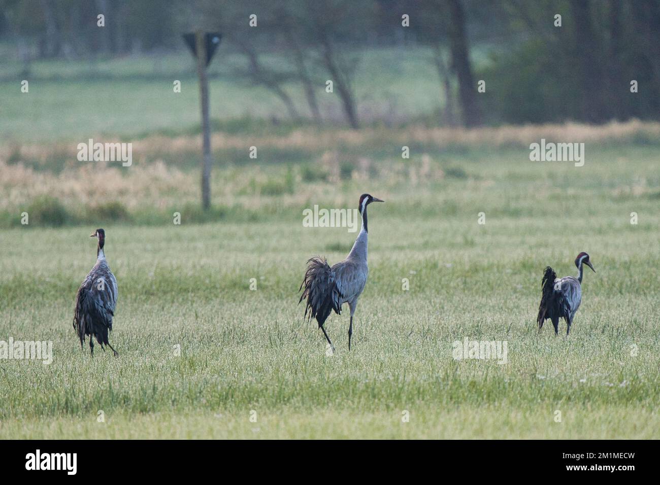 A group of common cranes standing in a field with green grass Stock ...