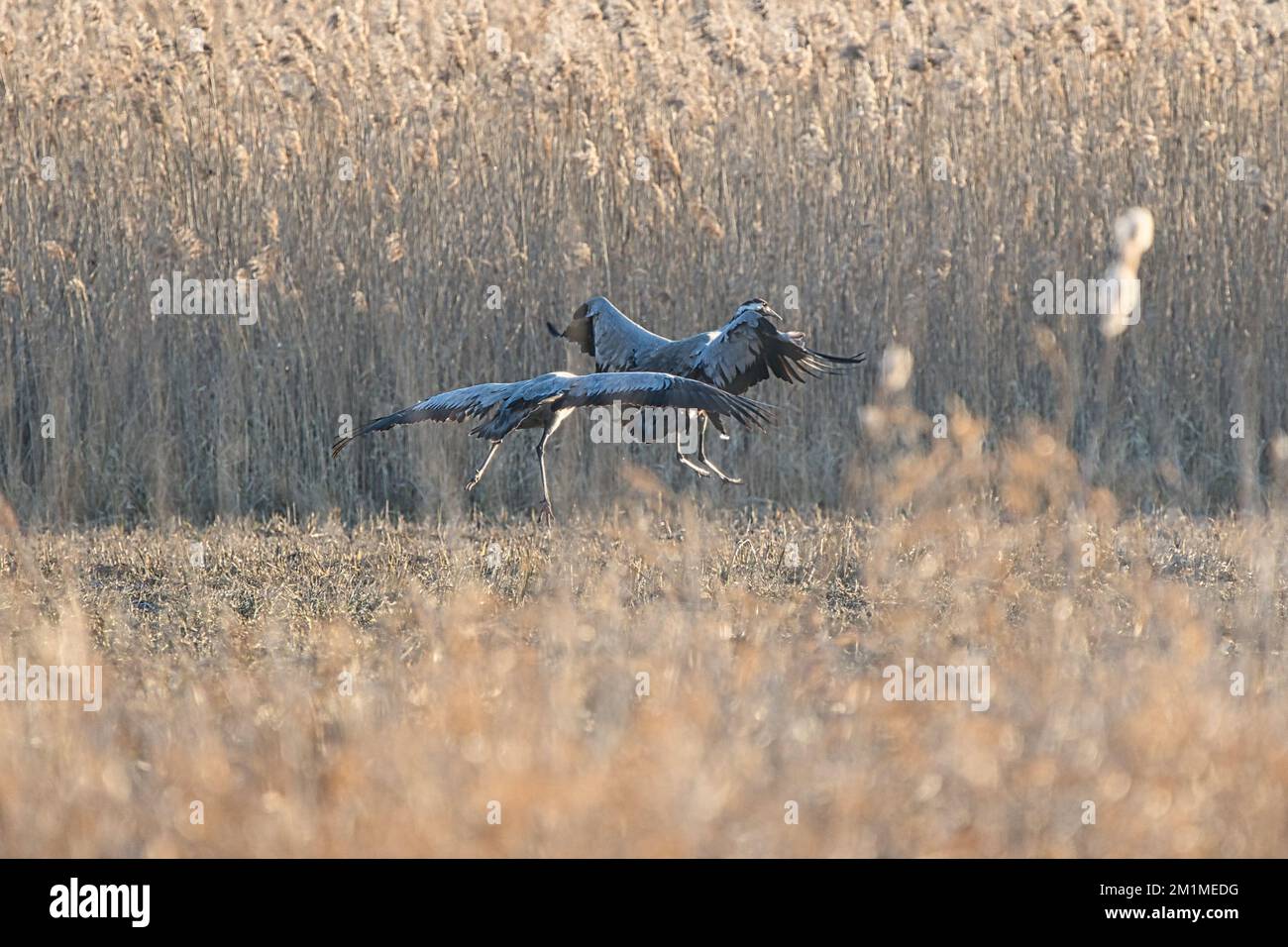 A pair of common cranes flap their wings in a field with tall grass ...