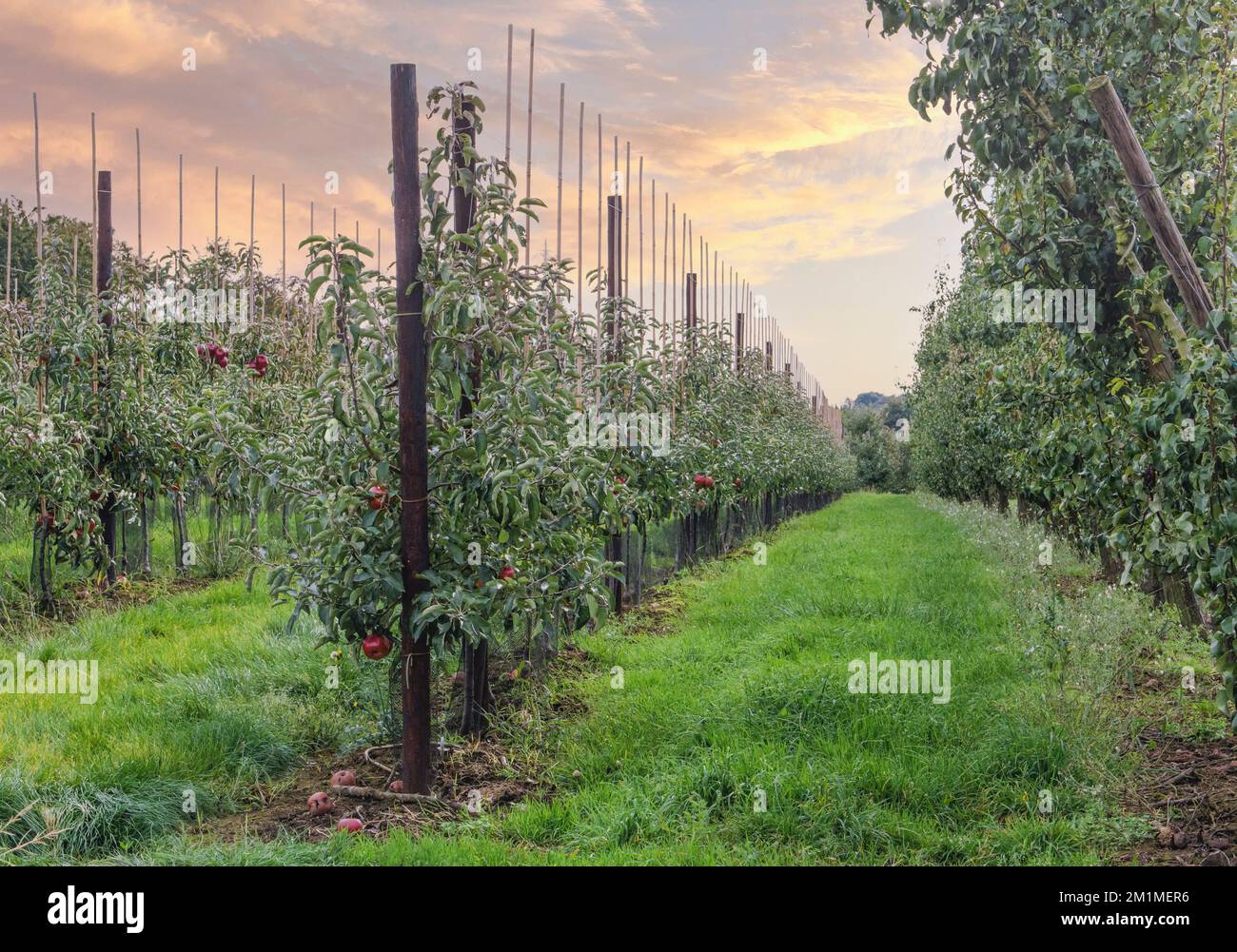 Apple tree plantations hi-res stock photography and images - Alamy