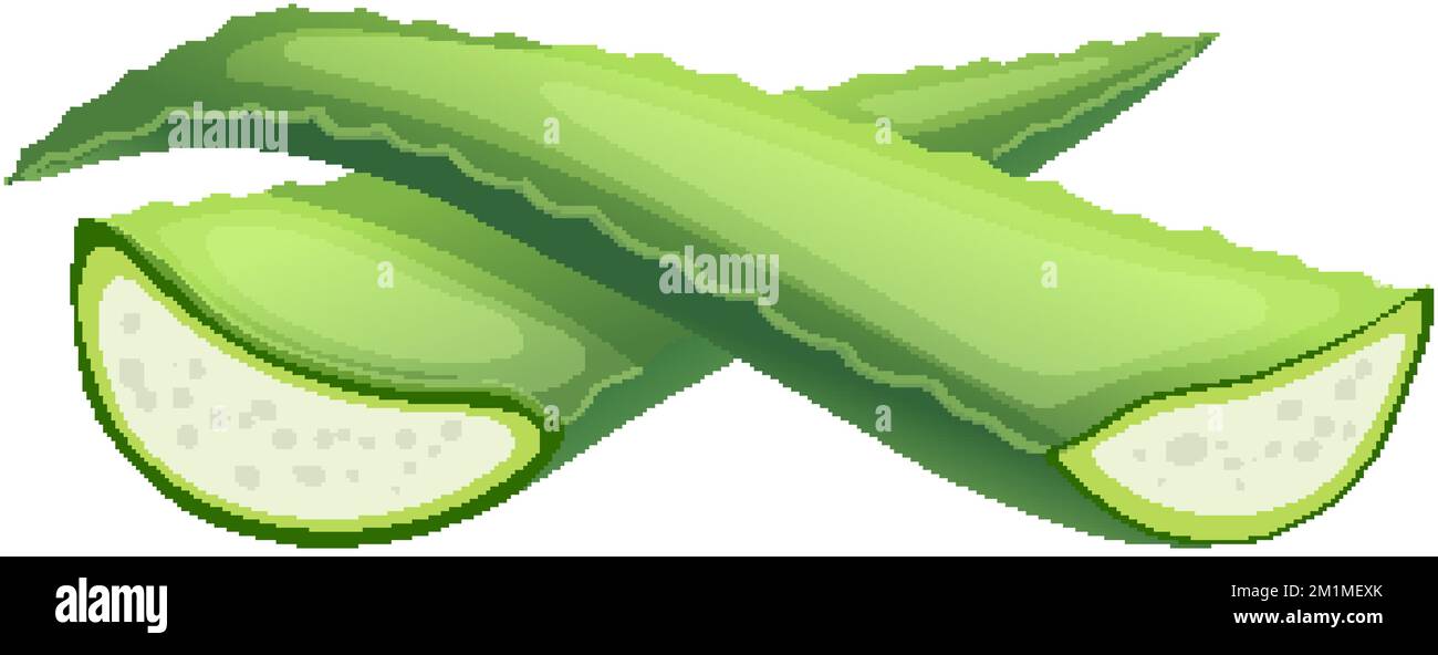 aloe vera slice cartoon vector illustration Stock Vector Image & Art ...