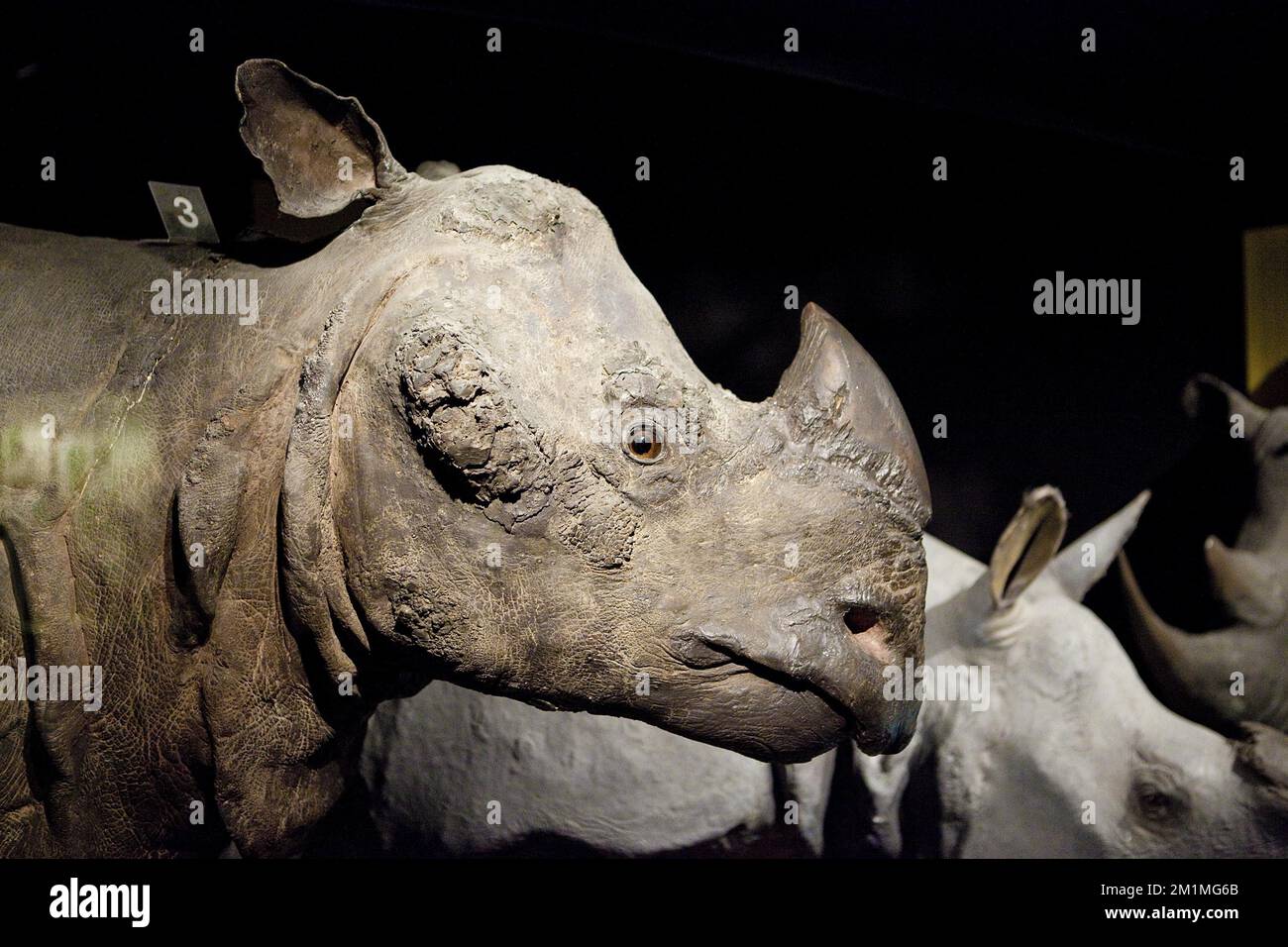 With sawed off horn hi-res stock photography and images - Alamy