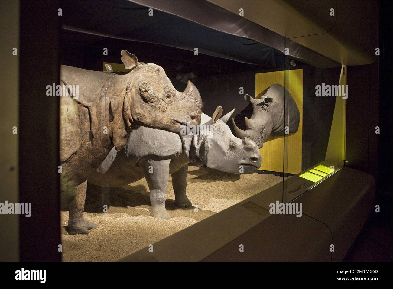 With sawed off horn hi-res stock photography and images - Alamy