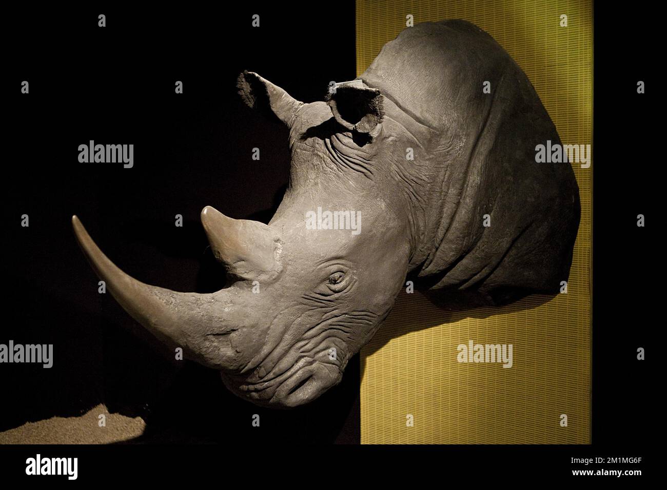 With sawed off horn hi-res stock photography and images - Alamy