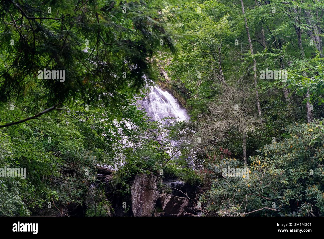 A small waterfall on rocks surrounded by greenery in a forest in the ...