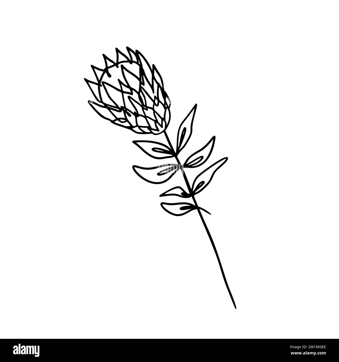 Single line drawing of protea flower on white Stock Vector Image & Art ...