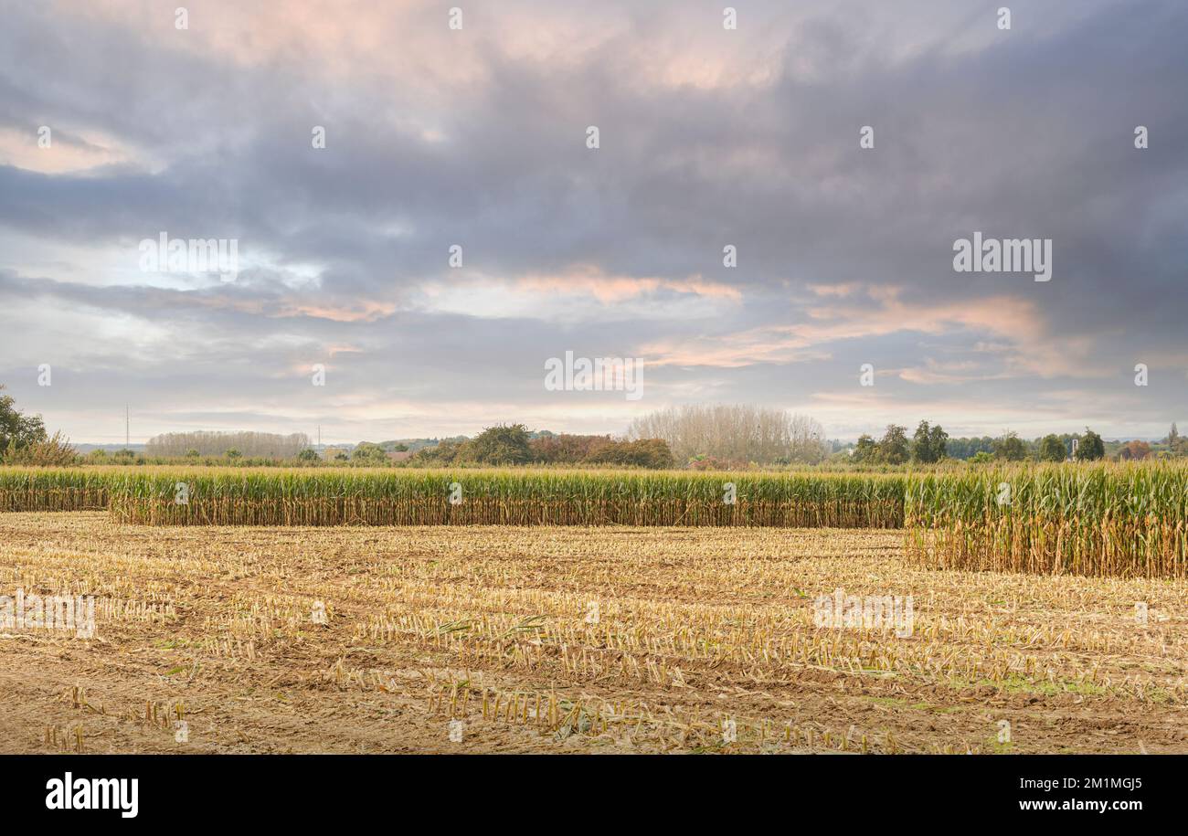 Outdoor harvesting hi-res stock photography and images - Alamy