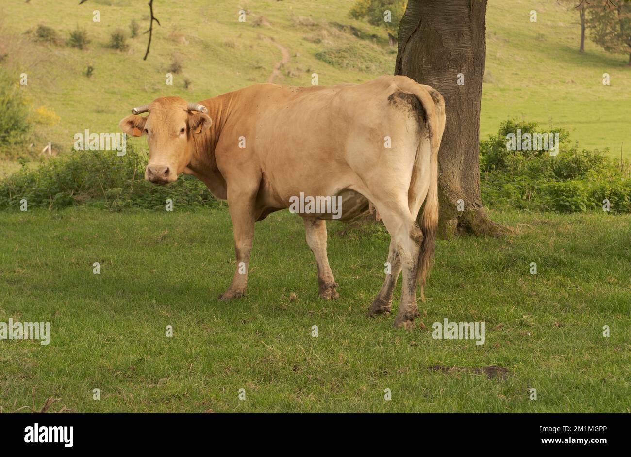 Real field hi-res stock photography and images - Alamy