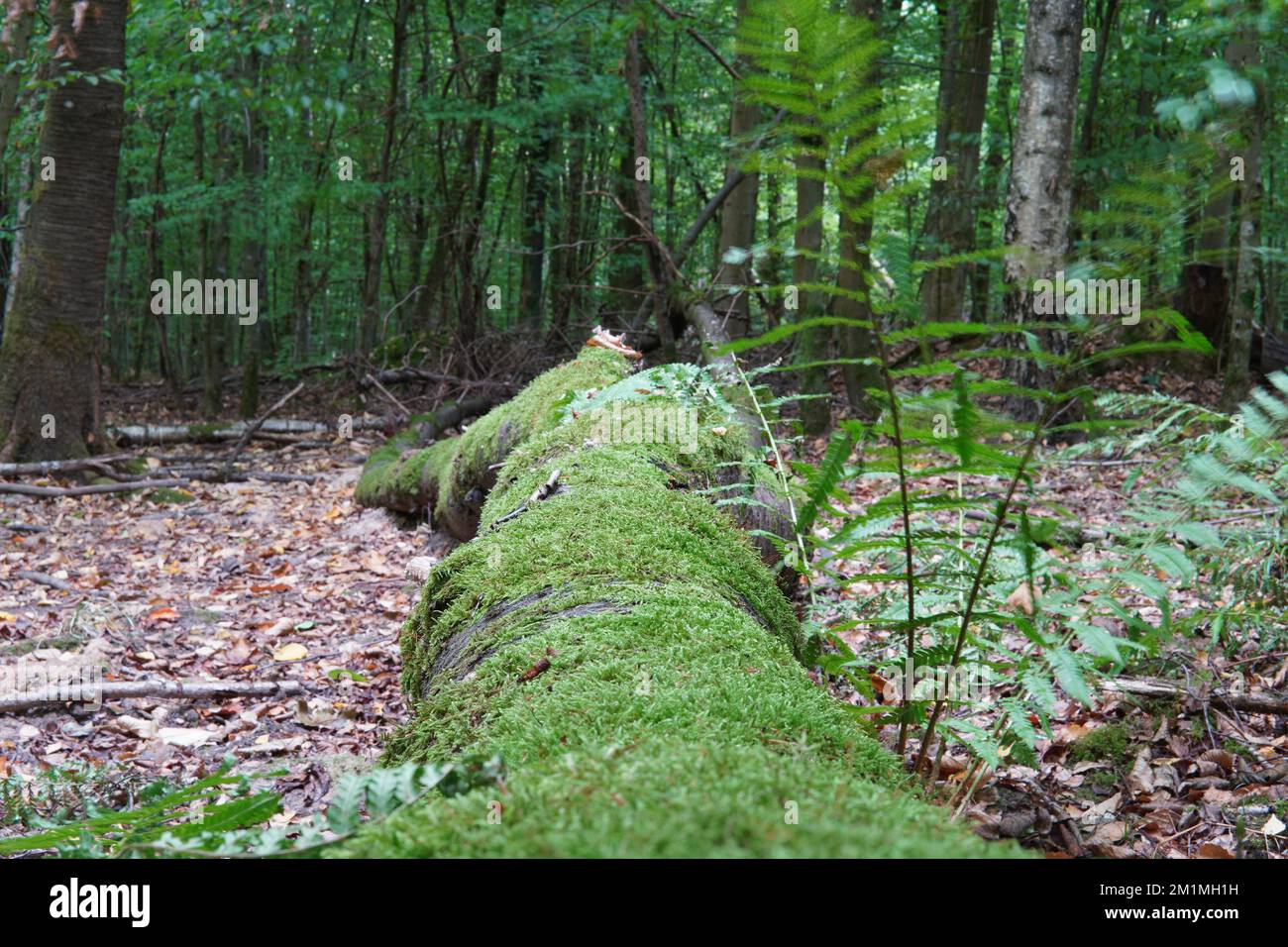 A mossy log against the scenic dense forest background Stock Photo - Alamy