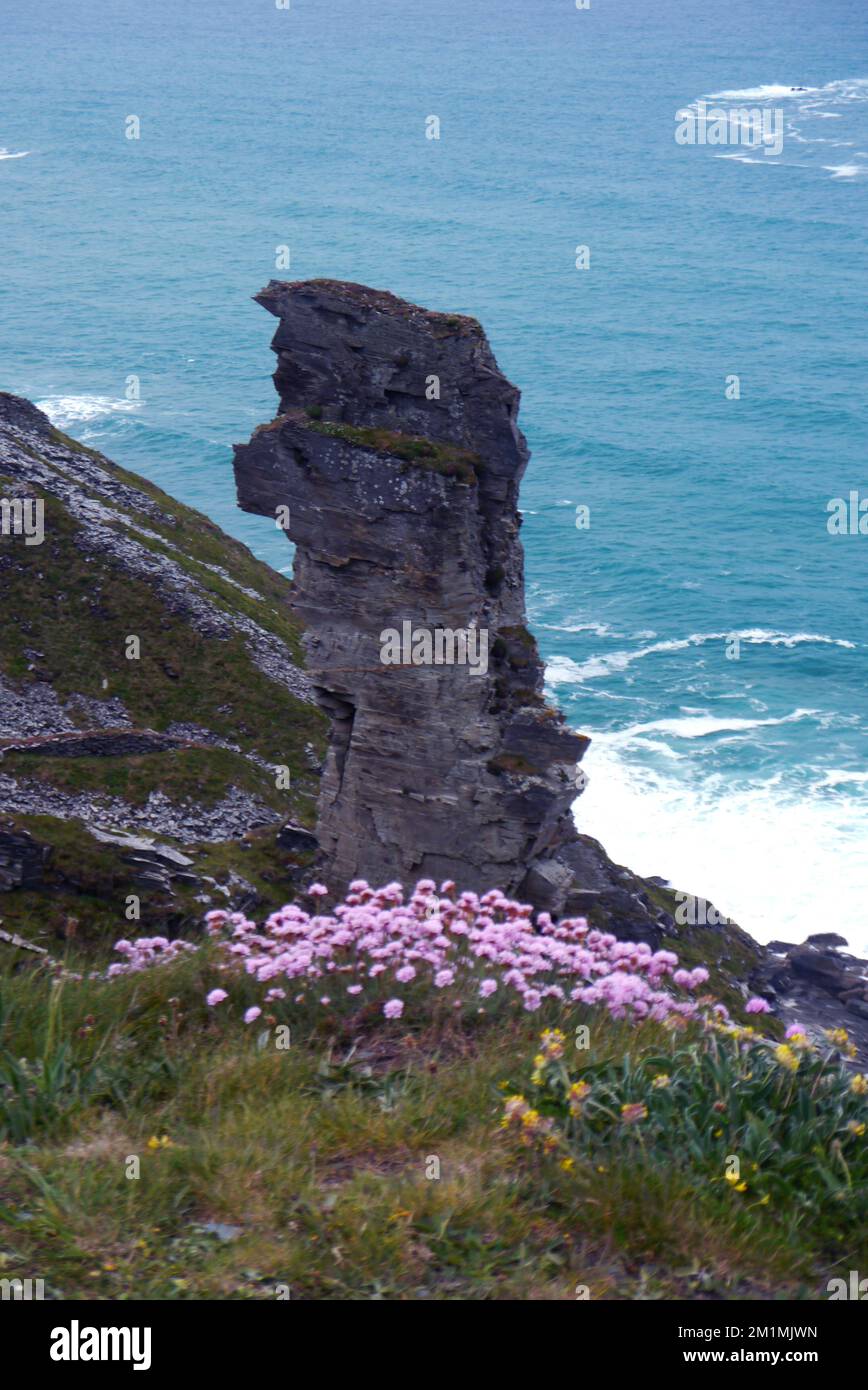 Pink Sea Thrift by the Slate Rock Pinnacle 'Stack' from the Old ...