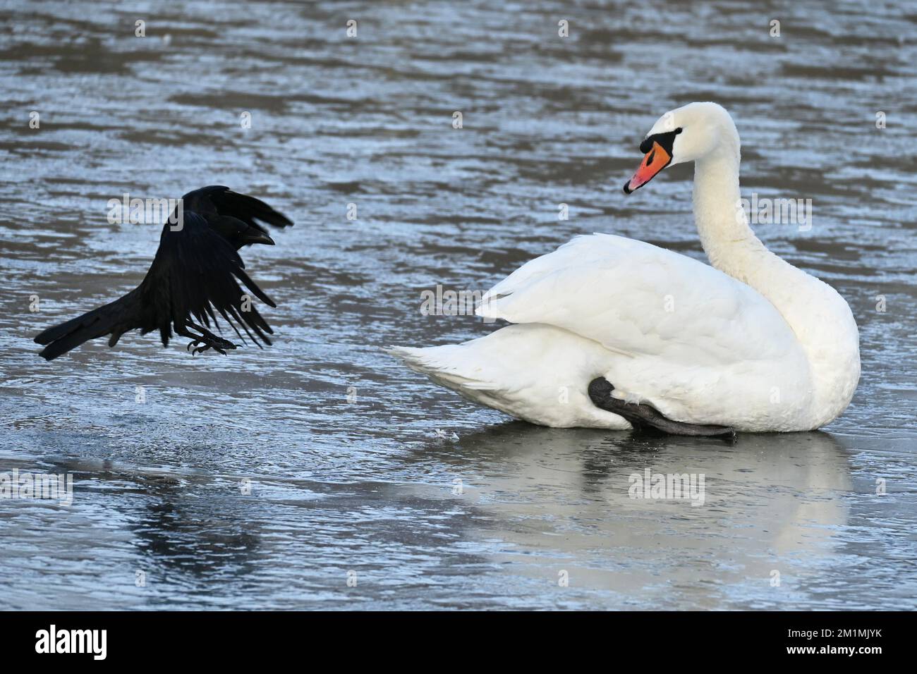 Munich, Germany. 13th Dec, 2022. A crow tries to attack a swan on ...