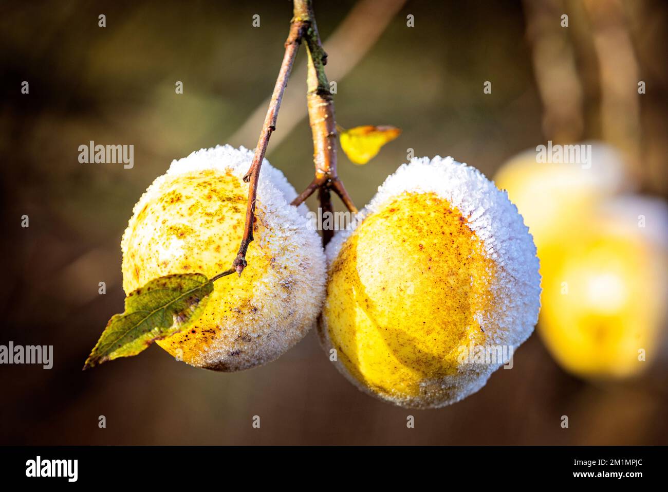 Frost on apples on tree partially melted by winter sunshine Stock Photo ...