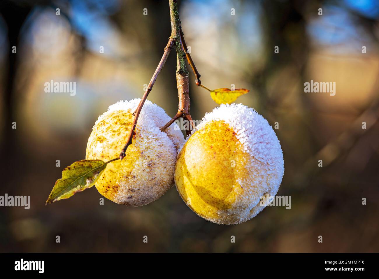 Frost on apples on tree partially melted by winter sunshine Stock Photo ...