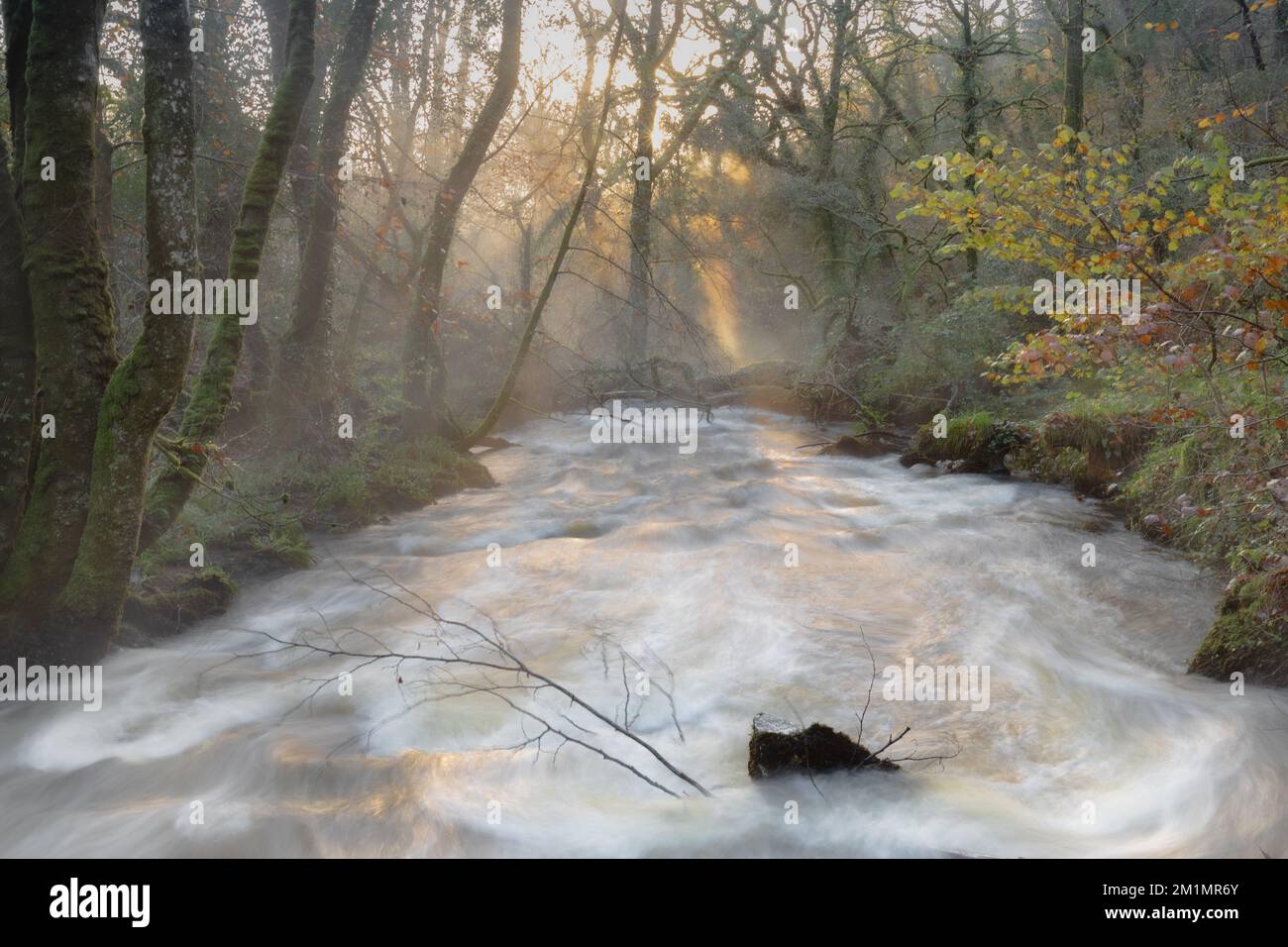 River Par (Dowr Gwernan) running through Luxulyan valley (Glyn Gwernan ...