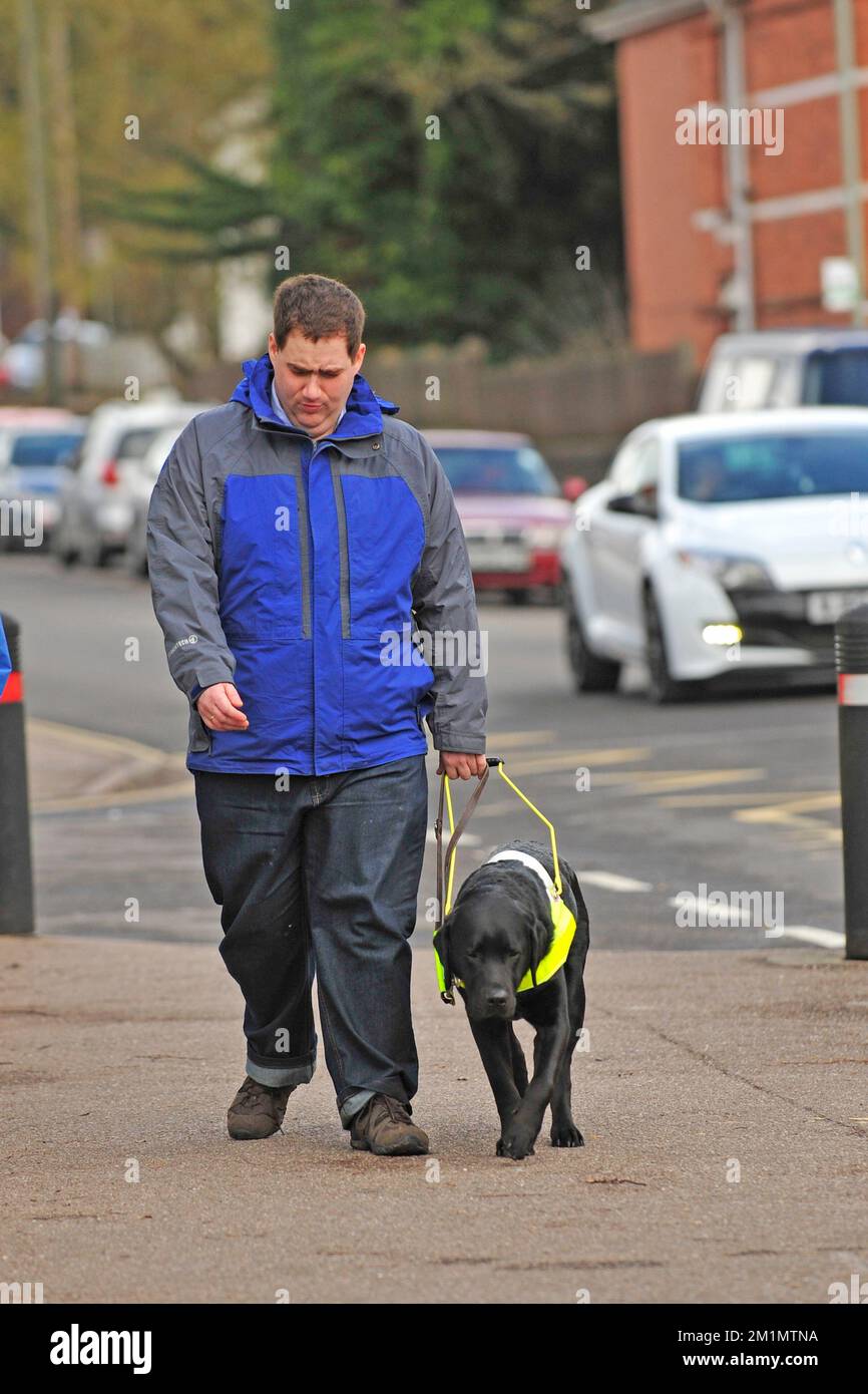 Black labrador guide dog uk hi-res stock photography and images - Alamy