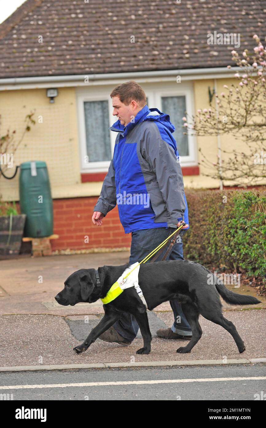 Black labrador guide dog uk hi-res stock photography and images - Alamy